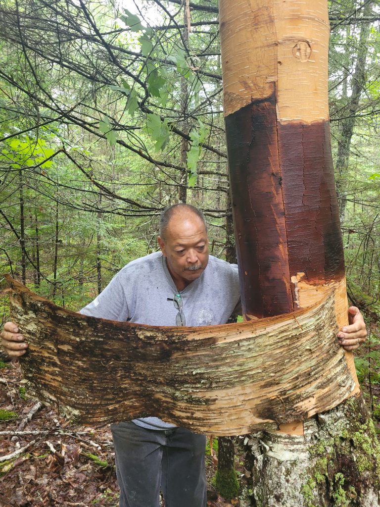 Birch Bark Harvesting with Dale Dana | Wabanaki Public Health & Wellness